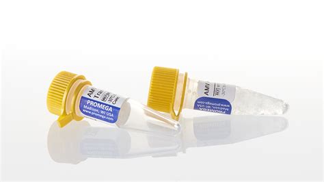 Avian Myeloblastosis Virus Reverse Transcriptase Amv Rt Pt Indolab