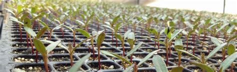 Reporting Differences Between Sap Gui And Sap Fiori Edwin Tahua Quijano