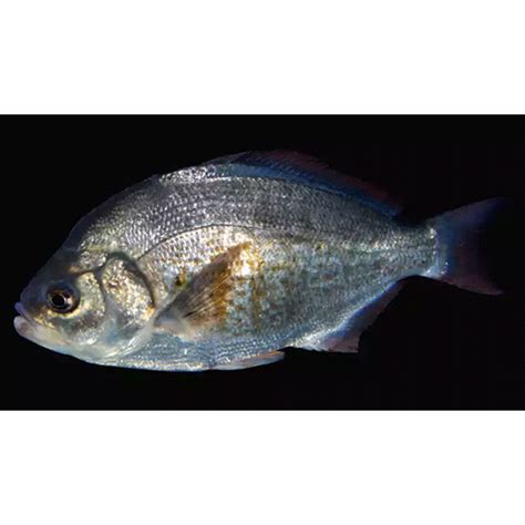 Живородковые Эмбиотоковые Embiotocidae Lifecatalog