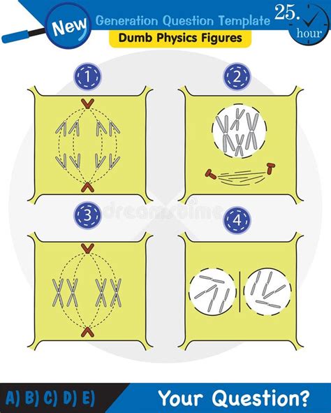Biology Stages Of Mitosis And Meiosis Next Generation Question Template Stock Vector