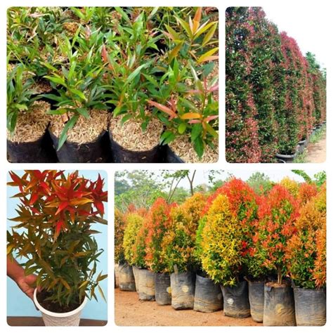 Jual Pohon Pucuk Merah Siap Kirim Pucuk Merah Bibit Tinggi 3m Hub081249025398 Tani Sejahtera