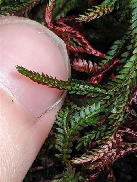 Dont Think Ive Seen Any Posts Of Strobili Here So Heres Erythropus Strobili R Selaginella