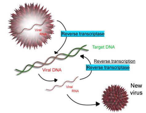 Transcription Encyclopedia Mdpi