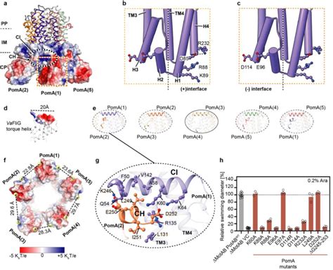 Poma Cytoplasmic Domain And C Terminal Helical Motif A Pomab