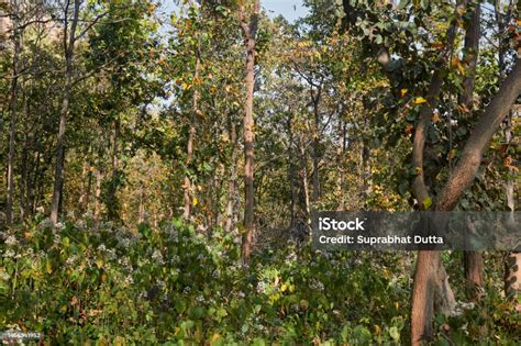 Sal Trees One Of The Most Important Sources Of Hardwood Timber In India