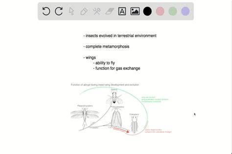 Solvedthe Grasshopper Effect Explains Which One Of The Following