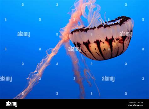 Beautiful Delicate Purple Striped Jelly Trailing Long Tentacles Lit