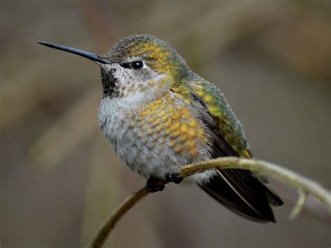 17 Species Of Hummingbirds In New Mexico Picture And Id Guide