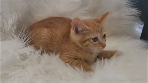 도그마루 보호소 코리안숏헤어 은비 Youtube