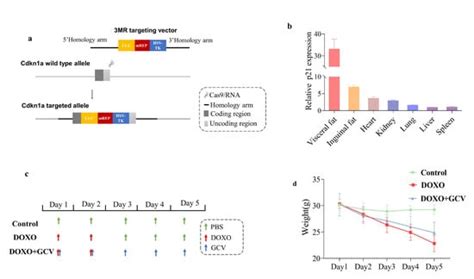 Generation Of A P21 Reporter Mouse And Its Use To Identify And