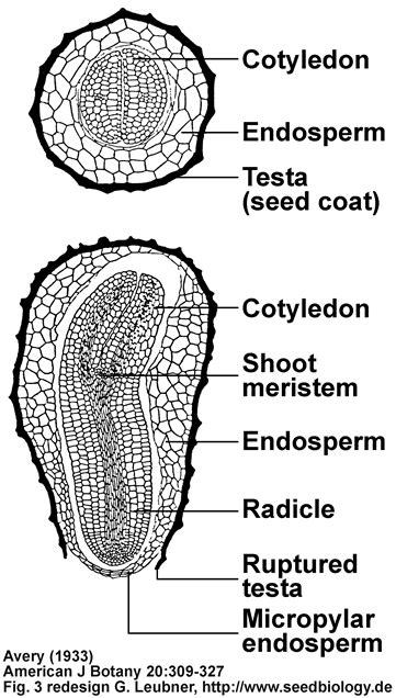 The Seed Biology Place Seed Structure And Anatomy