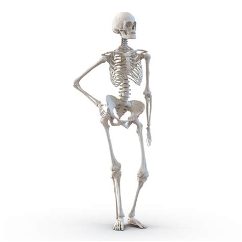 3d Human Female Skeleton Pose