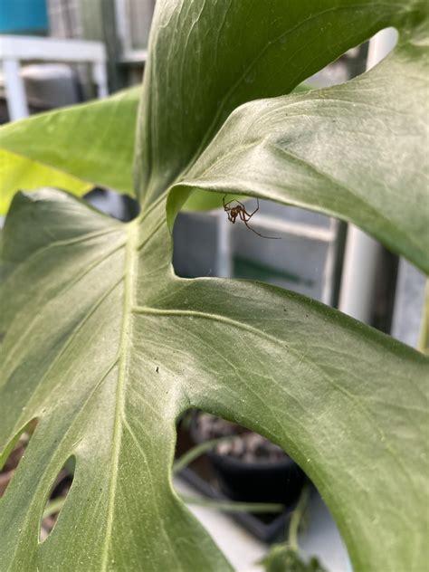 Bro In Mature Monstrera Leaf Rspiderbro