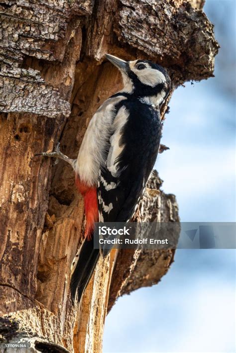 그레이트 점박이 딱따구리 덴드로코포스 전공은 나무의 가지에 앉아있다 구멍에 대한 스톡 사진 및 기타 이미지 구멍 귀여운 깃털 Istock