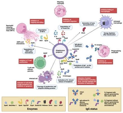 Mattias Collin On Linkedin Immunomodulating Enzymes From Streptococcus Pyogenes—in Pathogenesis