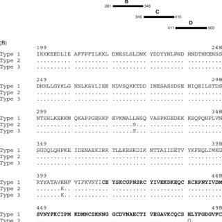 A Diagrammatic Representation Of The Protein Sequence Encoded By The Download Scientific