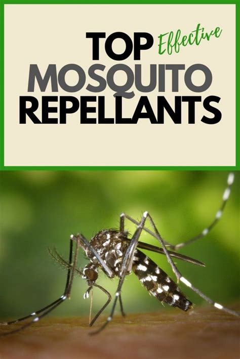 Best Mosquito Repellents Mosquito Repellent Homemade Best Mosquito