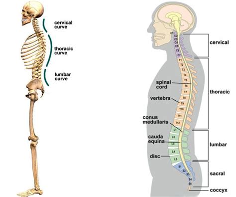 The Importance Of The Spines Curvature Sciatica Clinic