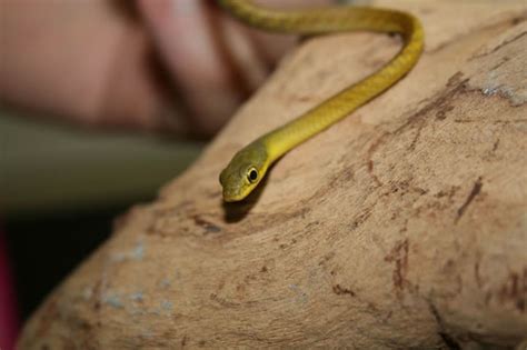 Python Discover Fascinating Facts And Information About Py