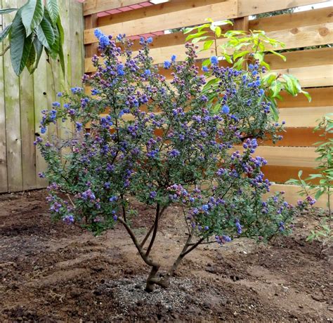 Danger Garden Ceanothus Dark Star Is My Favorite Plant In The Garden