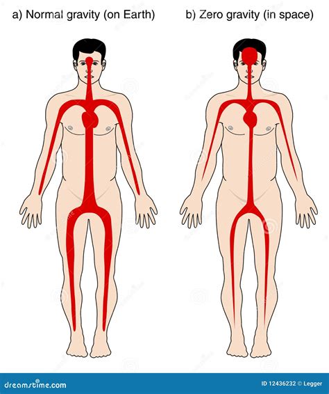Blood Distribution Due To Gravity Stock Vector Illustration Of Earth