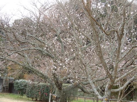 大室山麓さくらの里の十月桜三波川冬桜伊東市 しずおかはなさんぽ