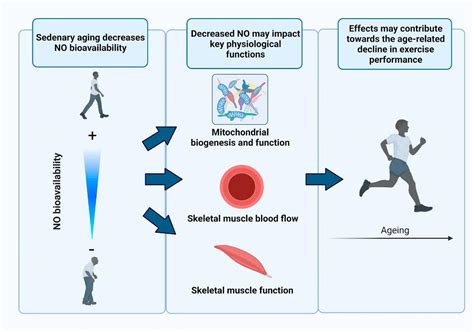 Nitric Oxide Aging And Aerobic Exercise Sedentary Individuals To Masters Athletes