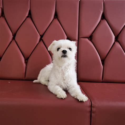 부산화명 2022 0101 말티즈 뽀삐 책임분양 페르시안친칠라 구미강아지분양 애견분양샵 서울강아지분양 유기견센터 애완용강아지종류 대구유기견 반려견무료분양 강아지입양