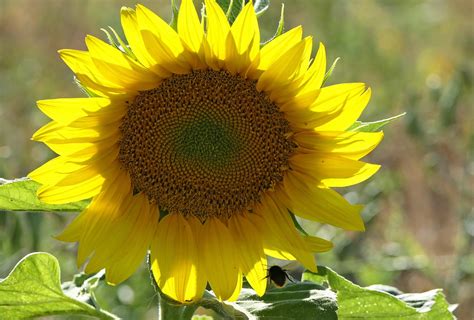 꽃 해바라기 분야 Pixabay의 무료 사진 Pixabay