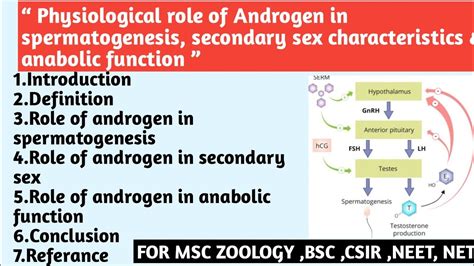 Physiological Role Of Androgens In Spermatogenesissecondary Sex