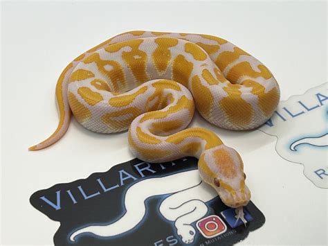 Lavender Albino Ball Python By Villarino Reptiles Morphmarket
