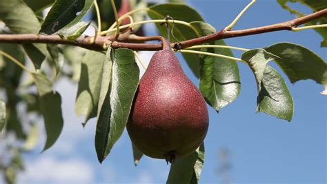 Pear Tree Stock Footage Video 100 Royalty Free 1297393 Shutterstock