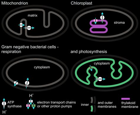 ATP Synthase In Action HarvardX BioVisions Natural History Nature Documentary
