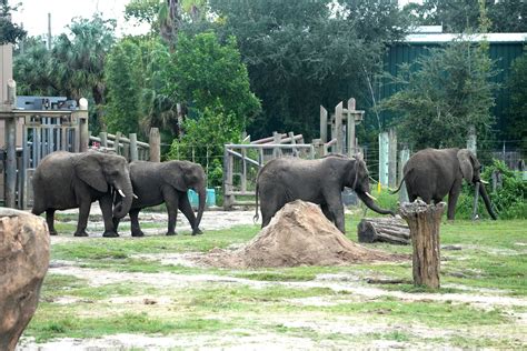 How Tampas Zoo And Aquarium Are Preparing For Hurricane Miltons