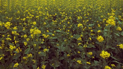 Ranjan Kumar Sahu On Linkedin Ds Group