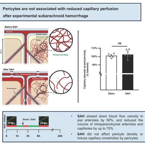 Dr Med Biyan Nathanael Harapan On Linkedin Pericytes Are Not