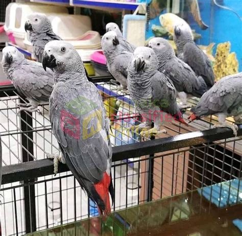 For Sale Beautiful African Congo Grey Parrots Available Andrew