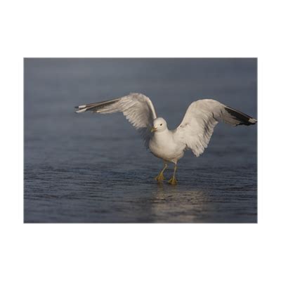 Poster Goéland Cendré Larus Canus Pixersfr
