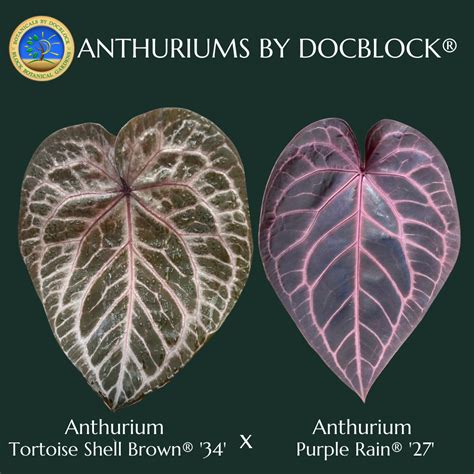 Anthurium Tortoise Shell Brown 34 X Purple Rain 27 By Docblock® G