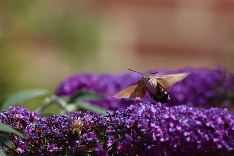 A Hummingbird Hawk Moth On A Buddleia Rmoths