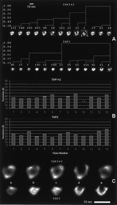Reference Free Alignment And Statistical Analysis A Hierarchical Download Scientific Diagram