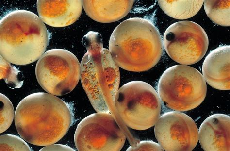 Small Black Fish Eggs At Piper Blanc Blog