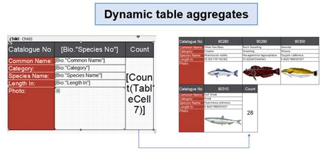 New Version Of Fastreport Vcl 20212 Fast Reports