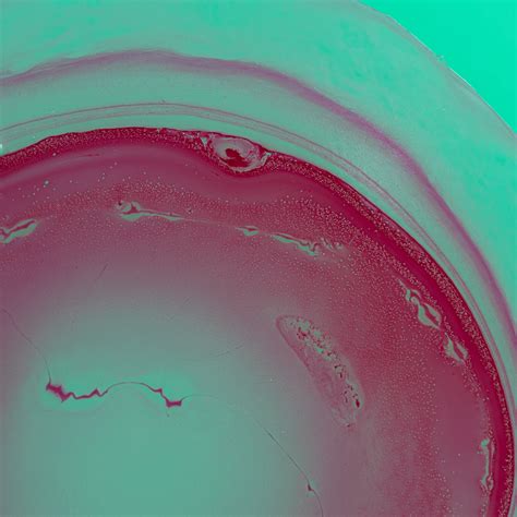 Biolab Membrane Wrap Hydro Meddev