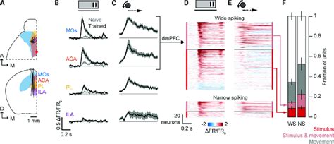 MPFC Neurons Of Trained Mice Show Stimulus And Movement Evoked Download Scientific Diagram