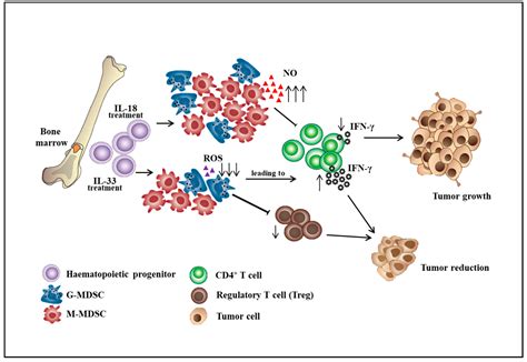 Bone Marrow Cells Differentiation