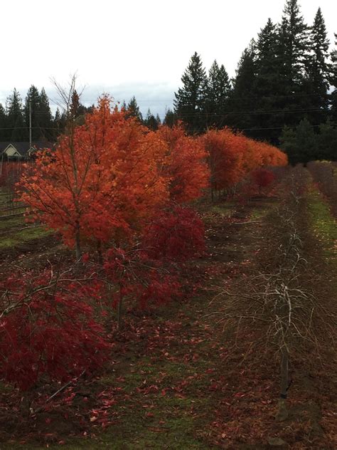 Buy Acer Palmatum Orange Flame Great Fall Color Japanese Maple — Mr