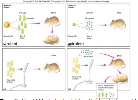 Molecular Biology Flashcards Quizlet