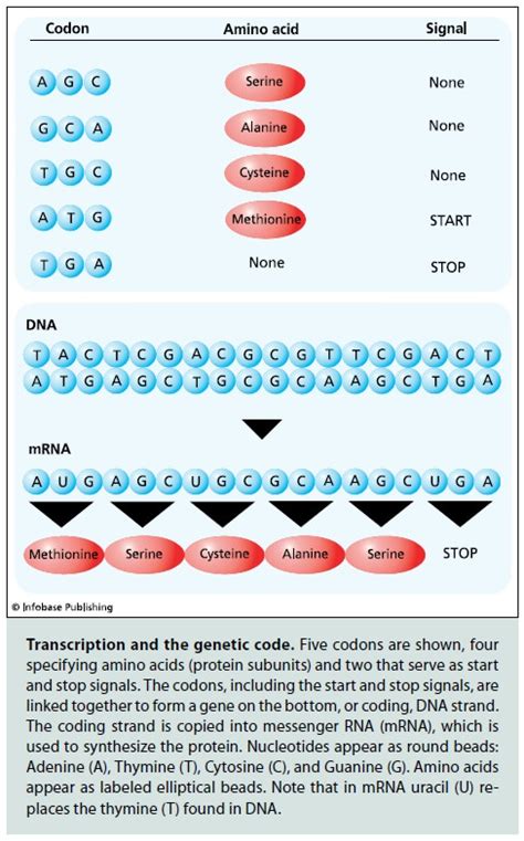 Methionine Codon