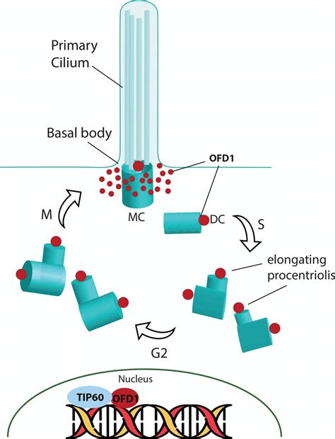 Diagram Summarizing The Different Subcellular Localizations Of The Ofd1 Download Scientific